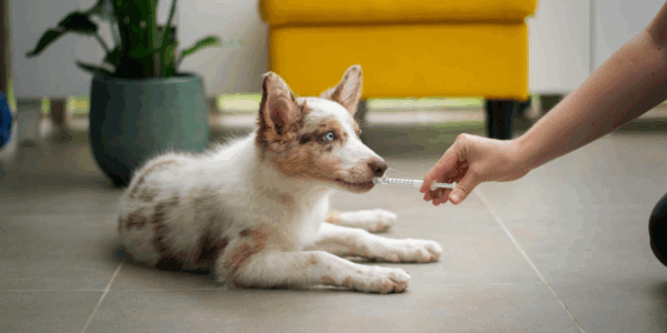 Vet Labels That Work | Custom Veterinary Label Printing